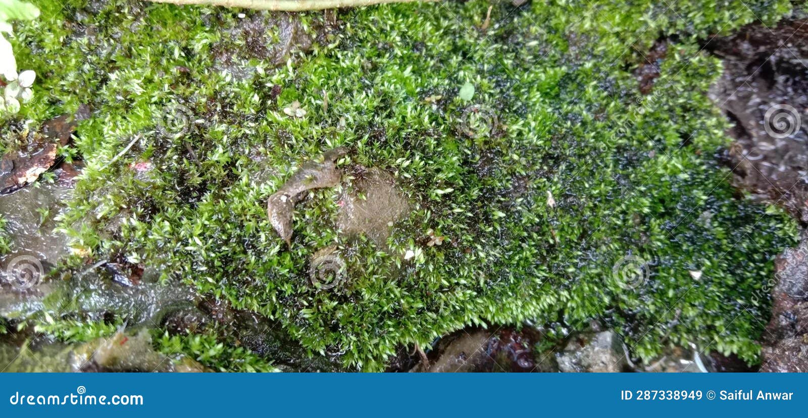 Moss Plants that Grow in Damp Places are Green Stock Image - Image of ...