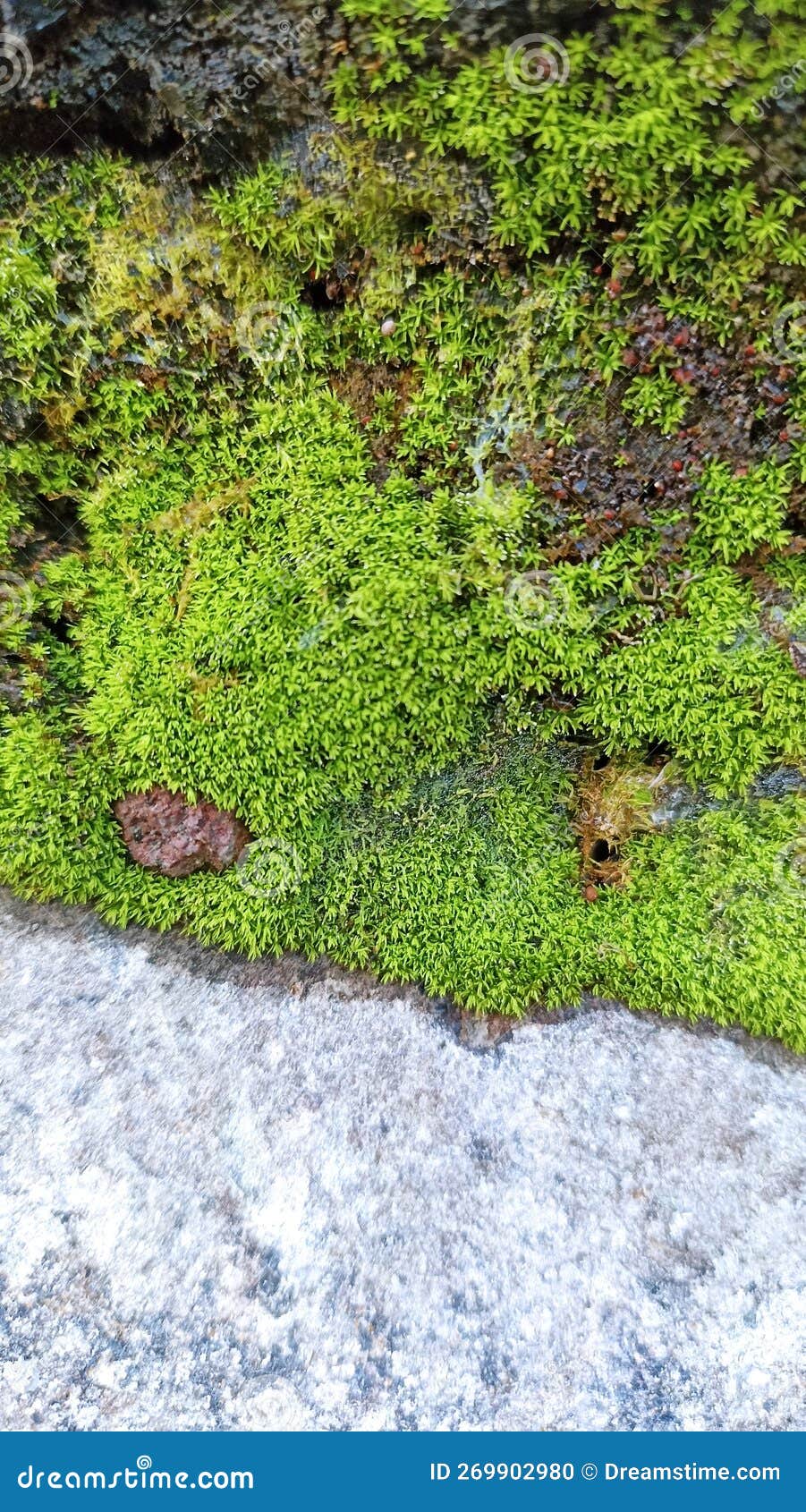 Moss Plants that Grow on the Rocks Stock Photo - Image of lawn ...