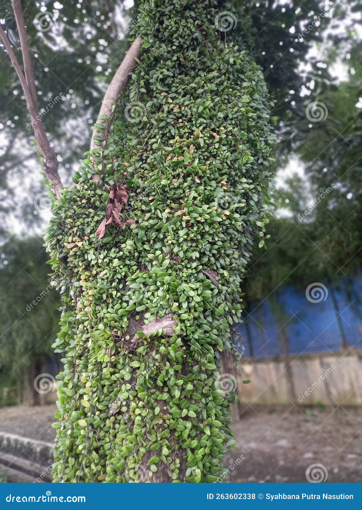 Moss Plants that Grow on the Trunk of a Tree on the Highway Stock Photo ...