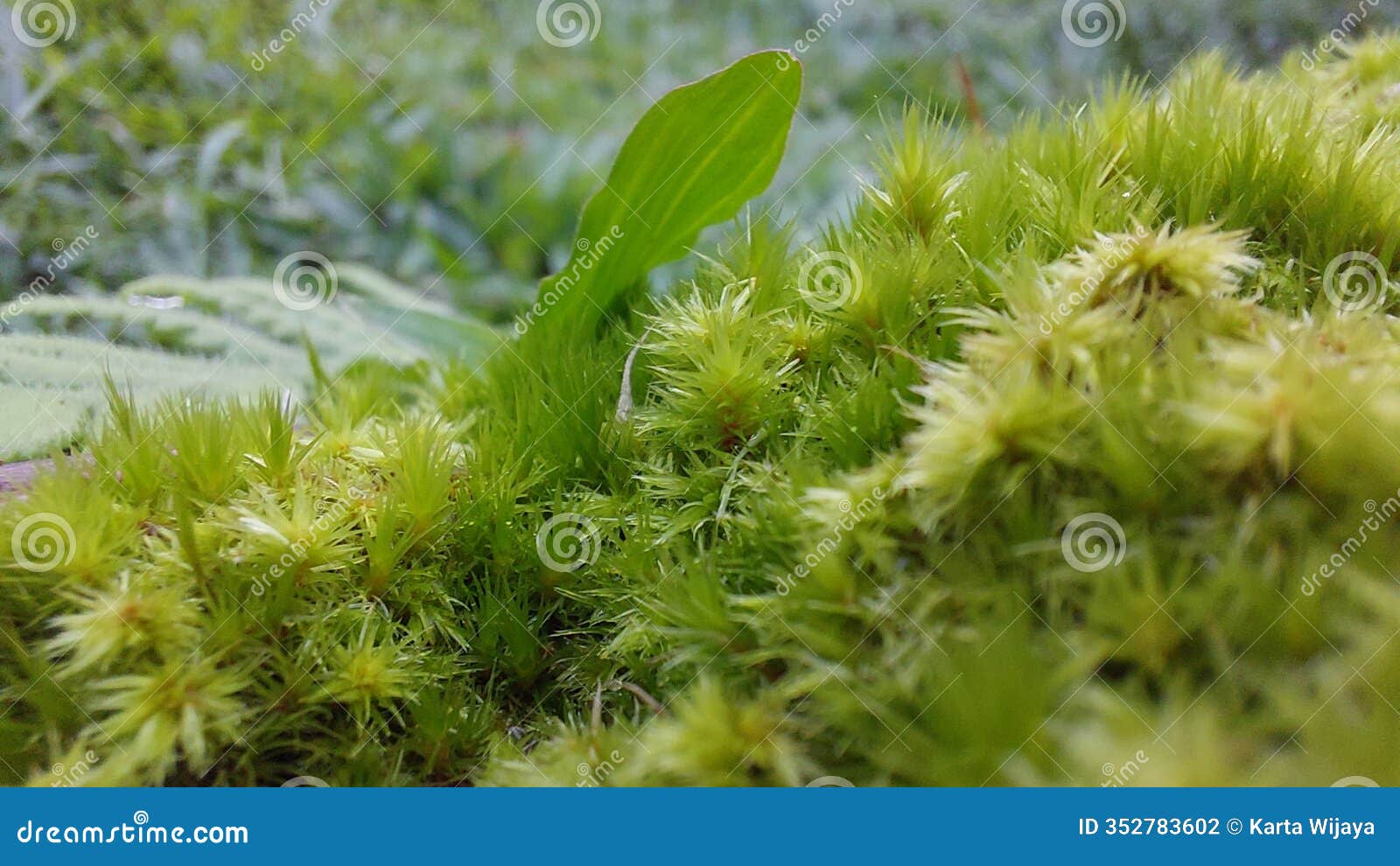 The Moss Plants on the Rock View Stock Photo - Image of grass ...