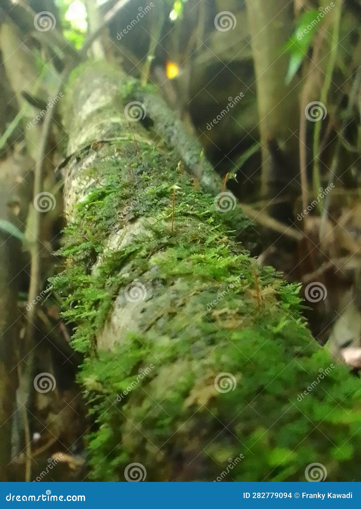 Moss Plants with Spores Living on Tree Roots Stock Photo - Image of ...