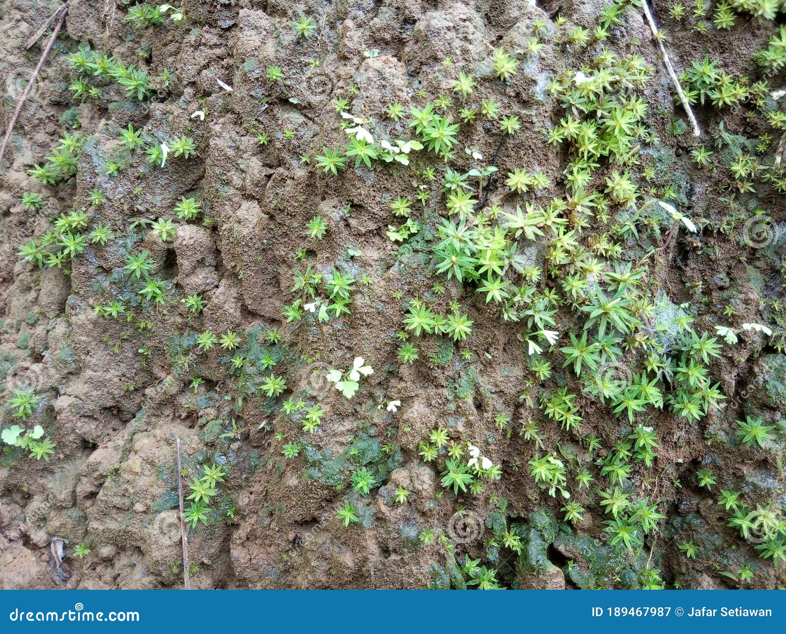 Moss Plants in Tropical Soils Stock Image - Image of green, soils ...