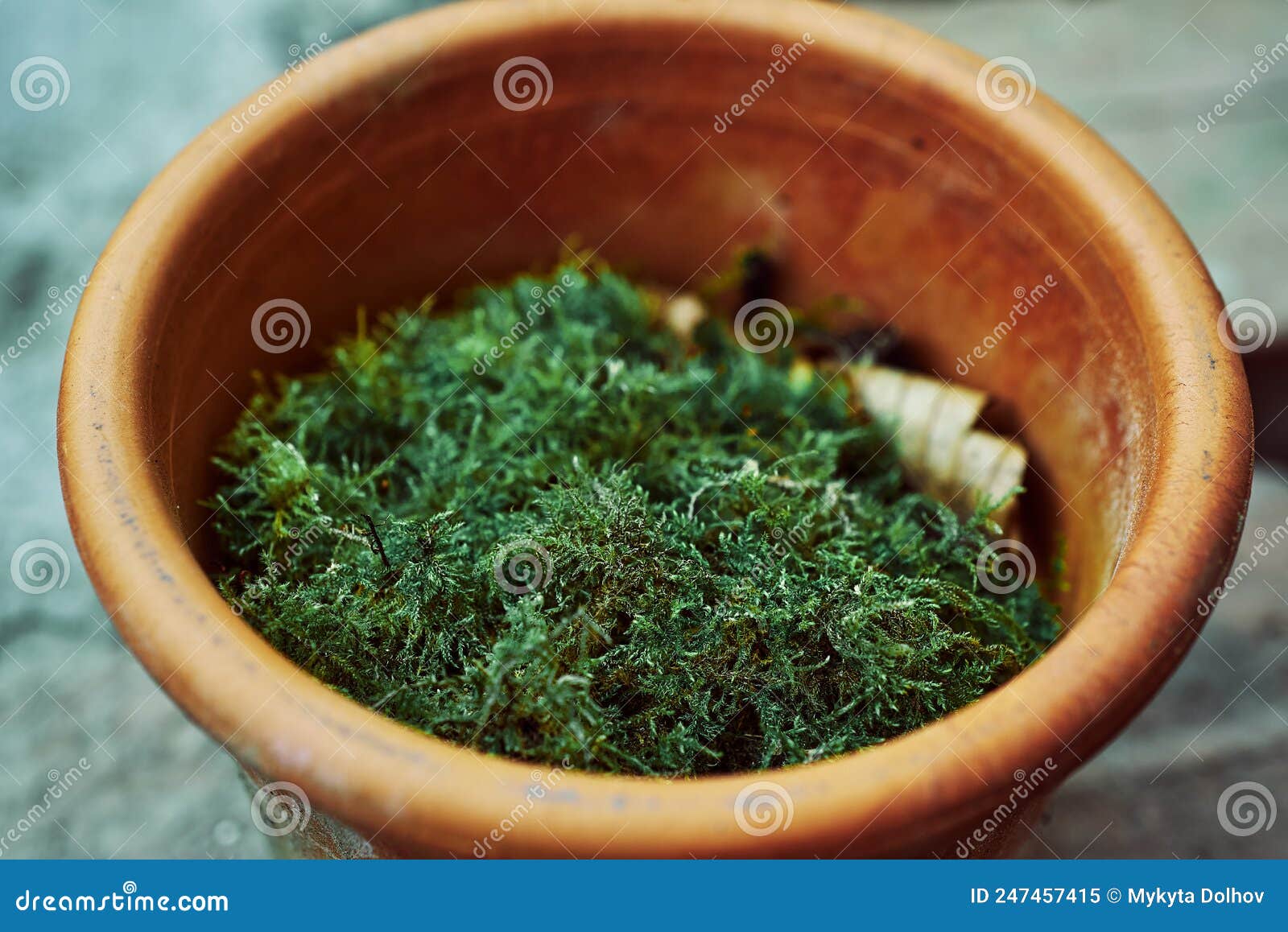 Moss in a Pot. Close-up of Green Moss Stock Image - Image of forest ...