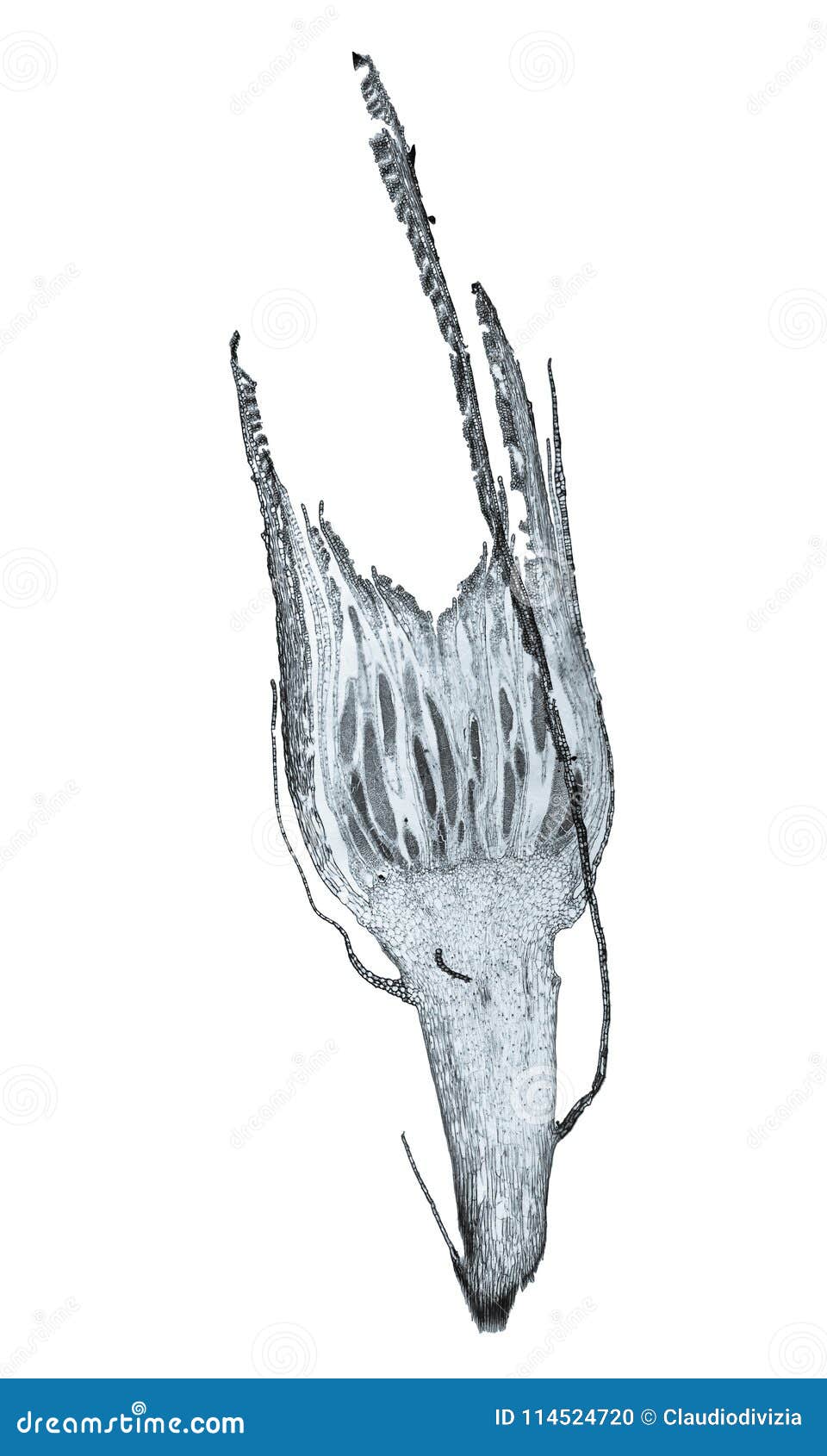 Moss Protonemata Micrograph Stock Photo - Image of flora, protonema ...