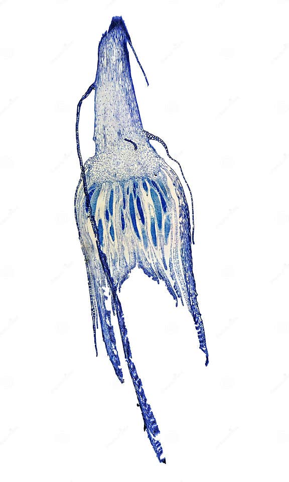 Moss Protonemata Micrograph Stock Photo - Image of nature, plant: 46947184