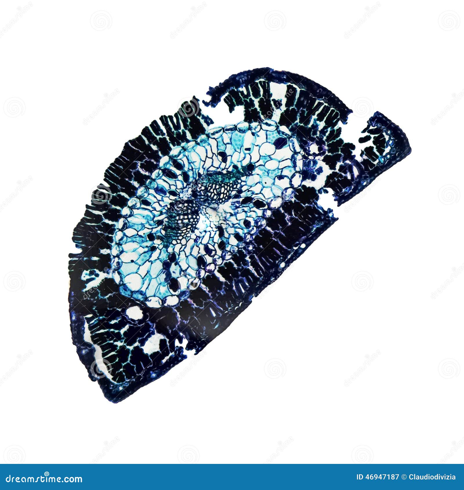 Moss Protonemata Micrograph Stock Image - Image of protonemata, macro ...