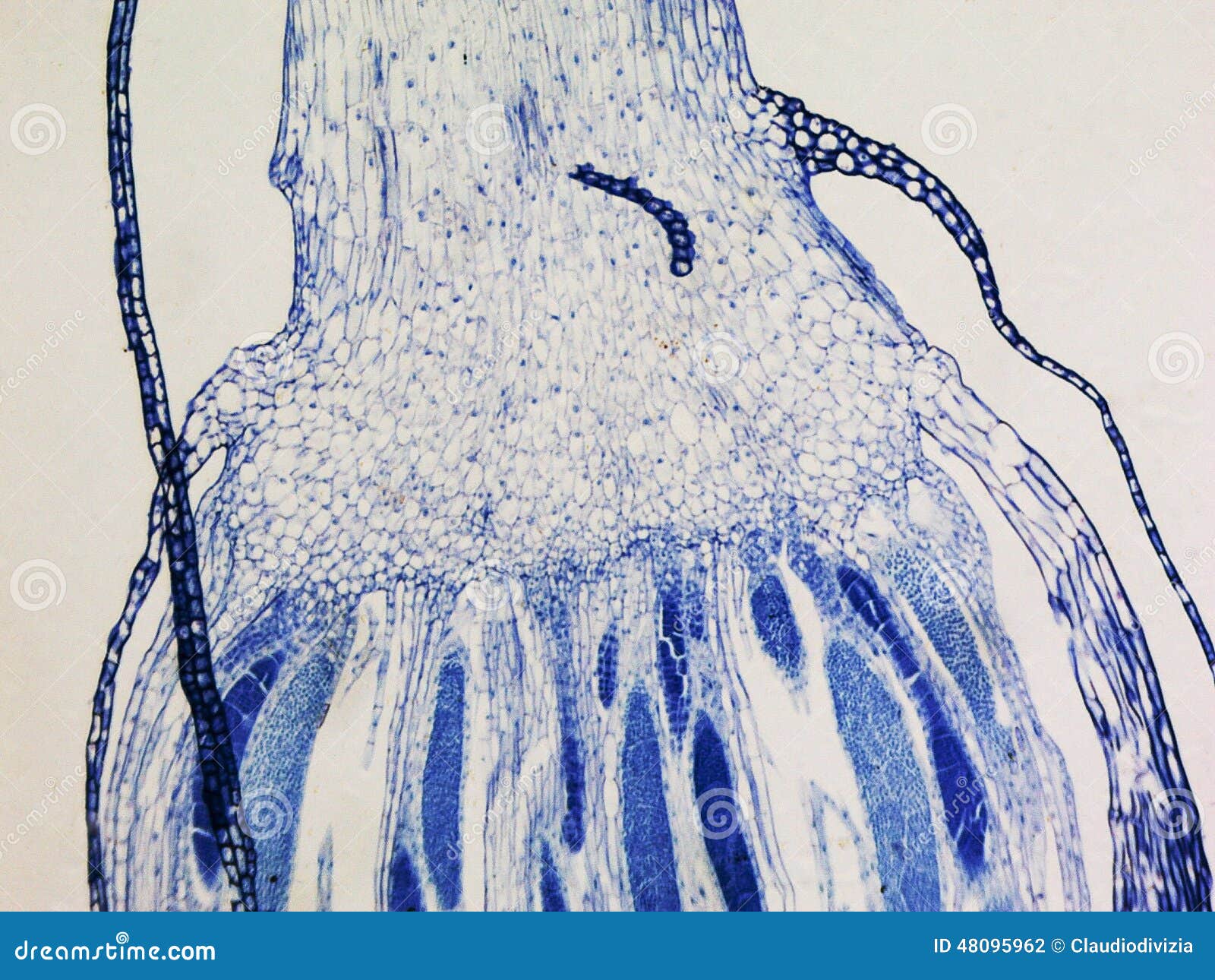 Moss Protonemata Micrograph Stock Photo - Image of slides, slide: 48095962