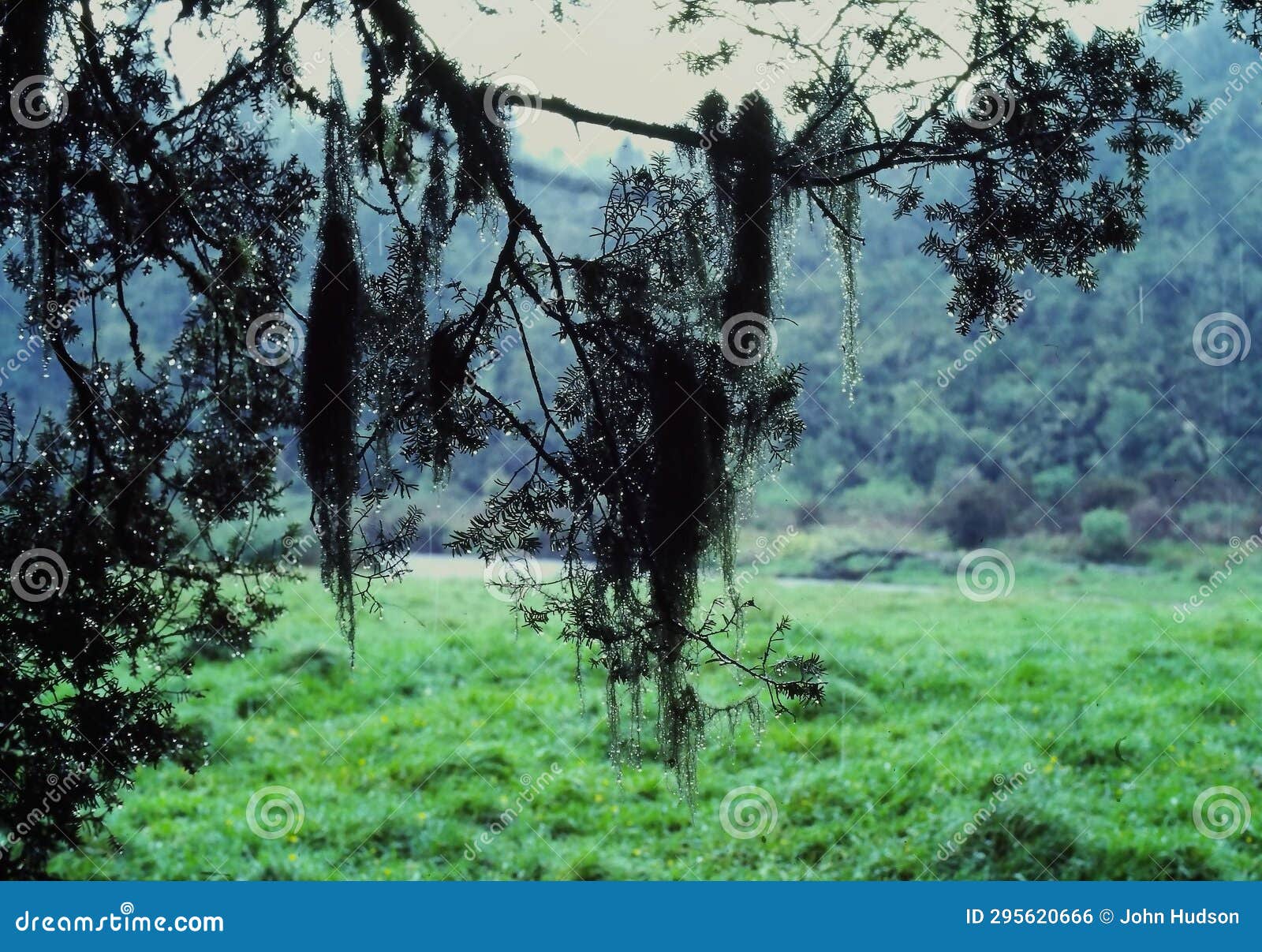 Moss in the Rain Draping a New Zealand Native Tree Stock Photo - Image ...