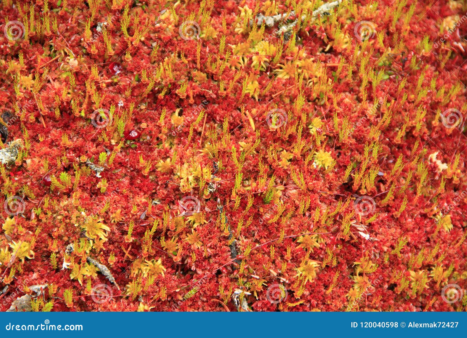Moss Red on Swamp. Natural Texture Stock Photo - Image of flora ...