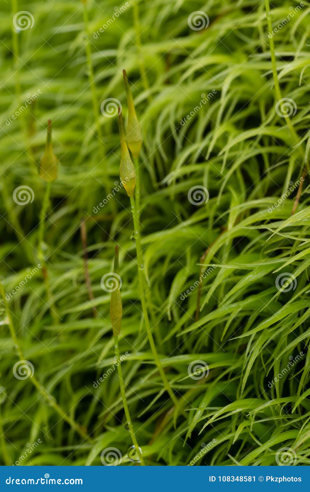 Moss Reproduction stock image. Image of reproduction - 108348581