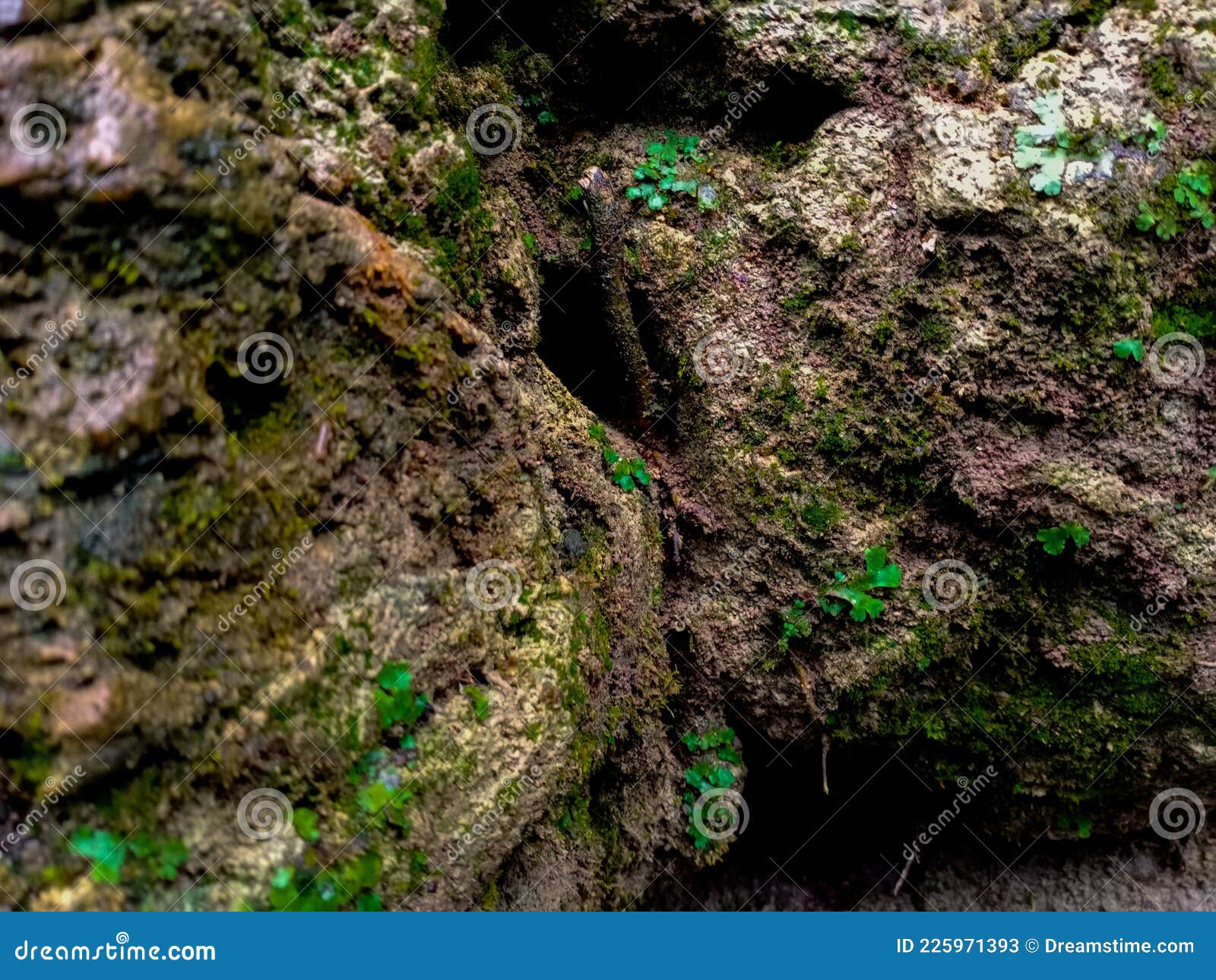 Moss on river rock stock image. Image of wildlife, moss - 225971393