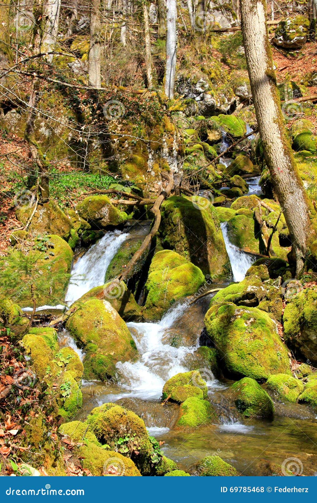 Moss River stock photo. Image of beautiful, creek, natural - 69785468