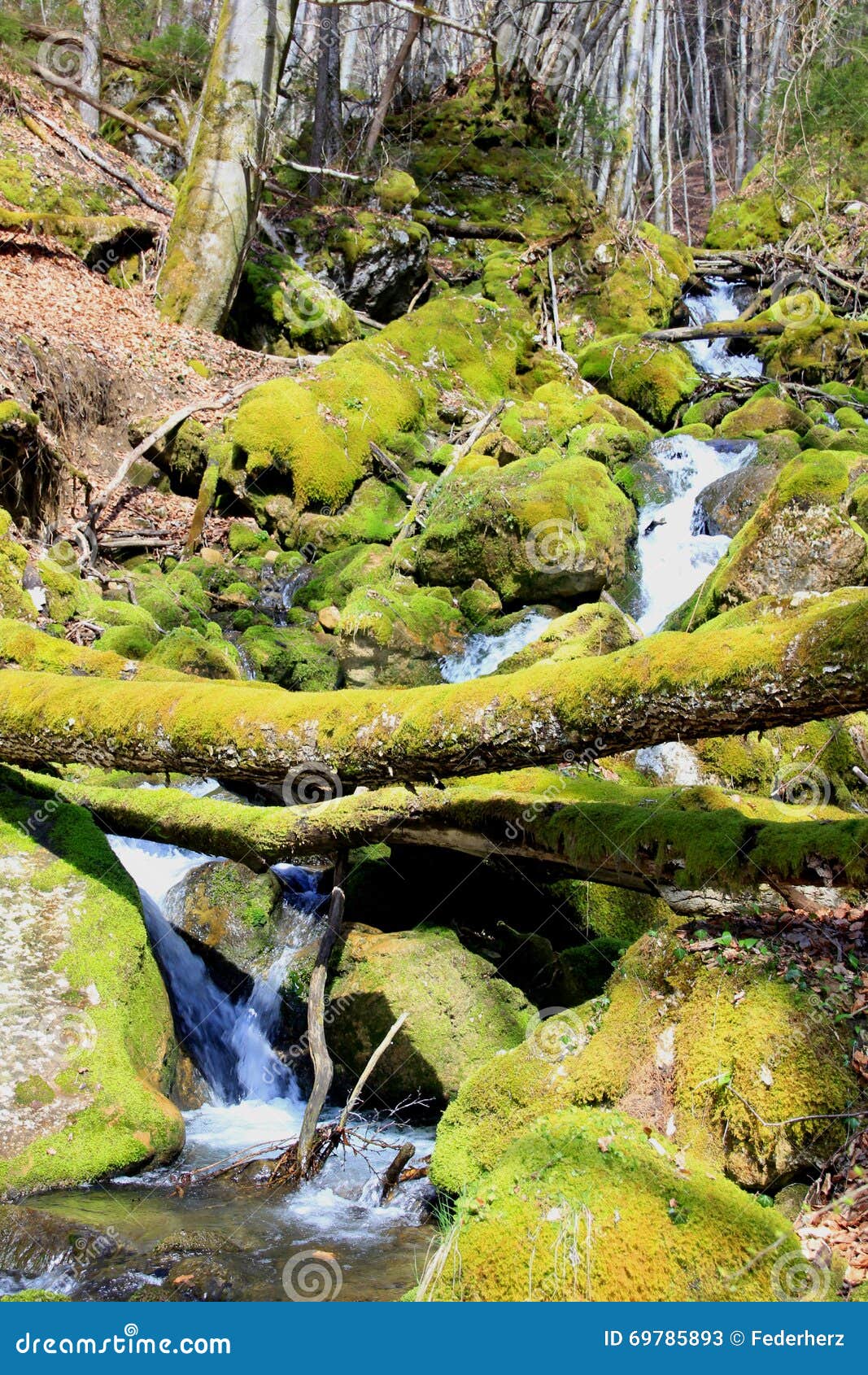 Moss River stock image. Image of peaceful, creek, plant - 69785893