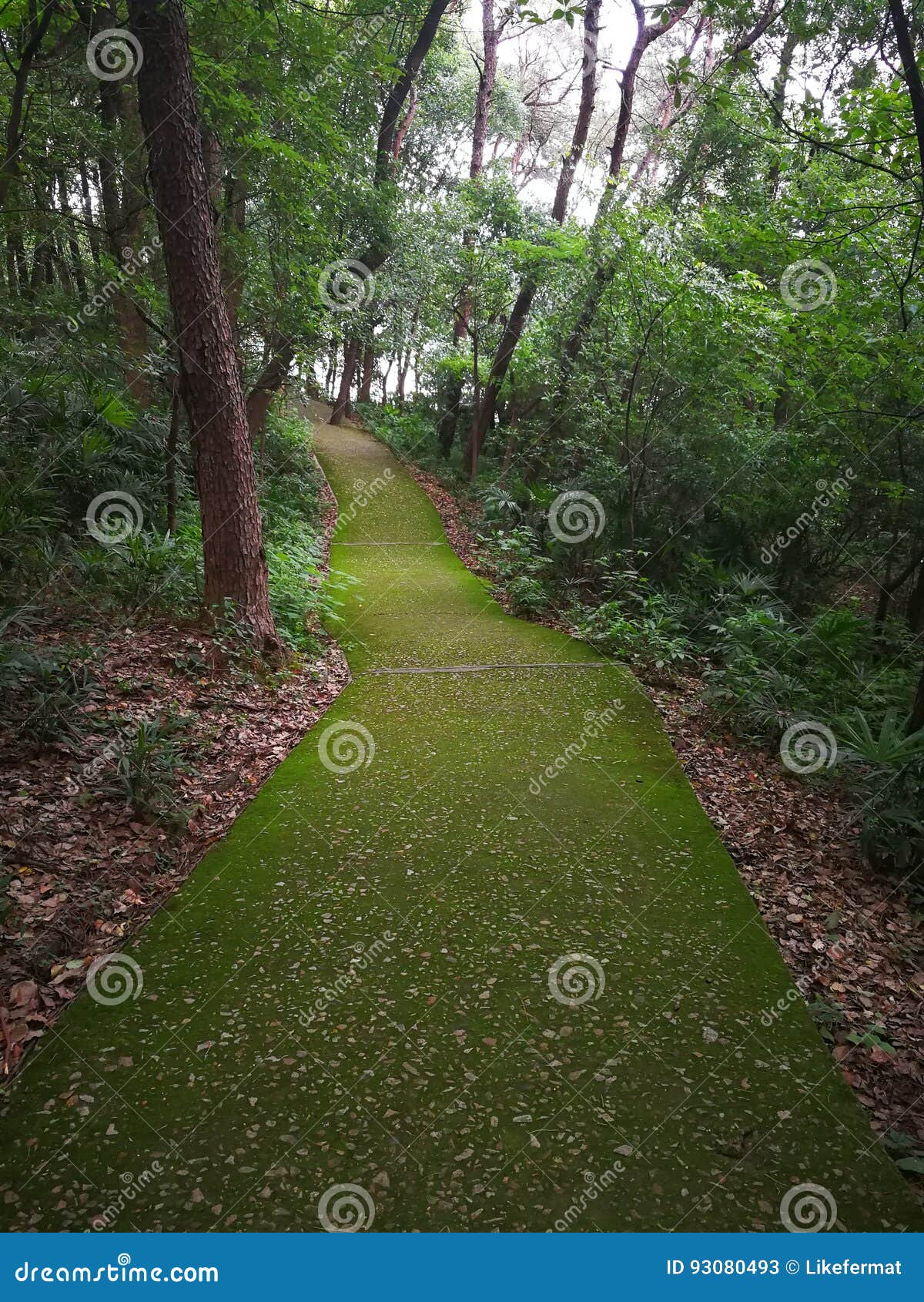 Moss road stock image. Image of trail, walkway, rainforest - 93080493