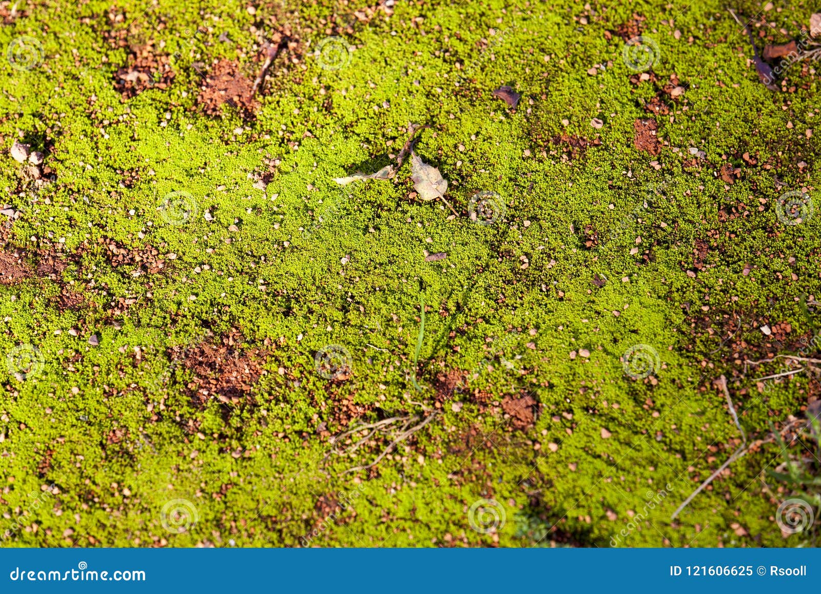 Moss on the road stock image. Image of grass, green - 121606625