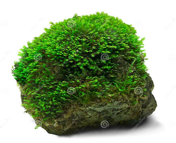 Moss and rock stock photo. Image of green, plant, fissidens - 20744274