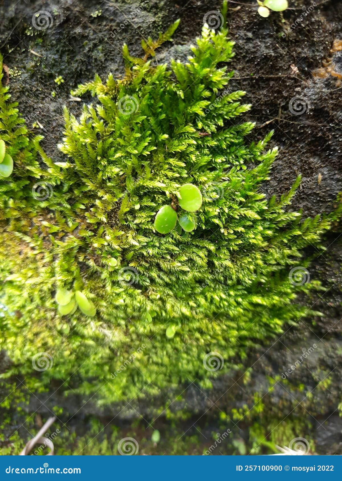 Moss on the rock stock photo. Image of branch, soil - 257100900