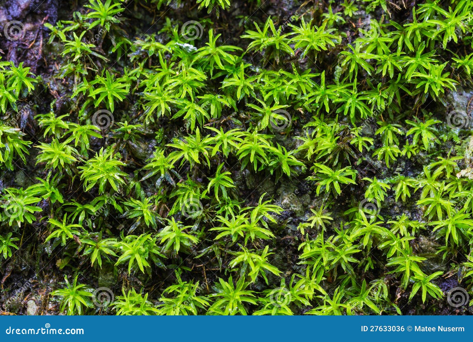 Moss on the rock stock photo. Image of rock, detail, growth - 27633036