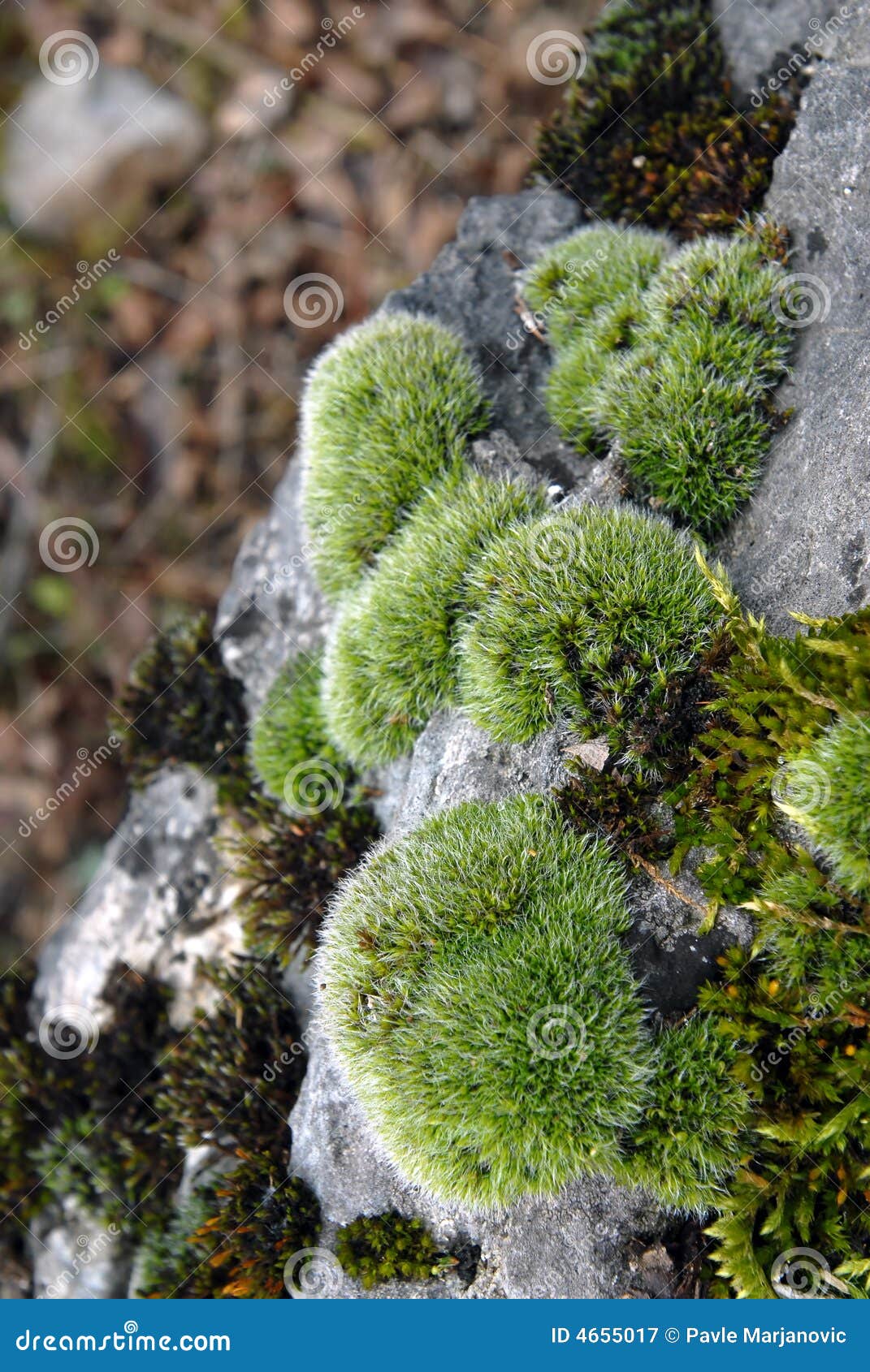 Moss on a rock stock image. Image of grown, public, plants - 4655017
