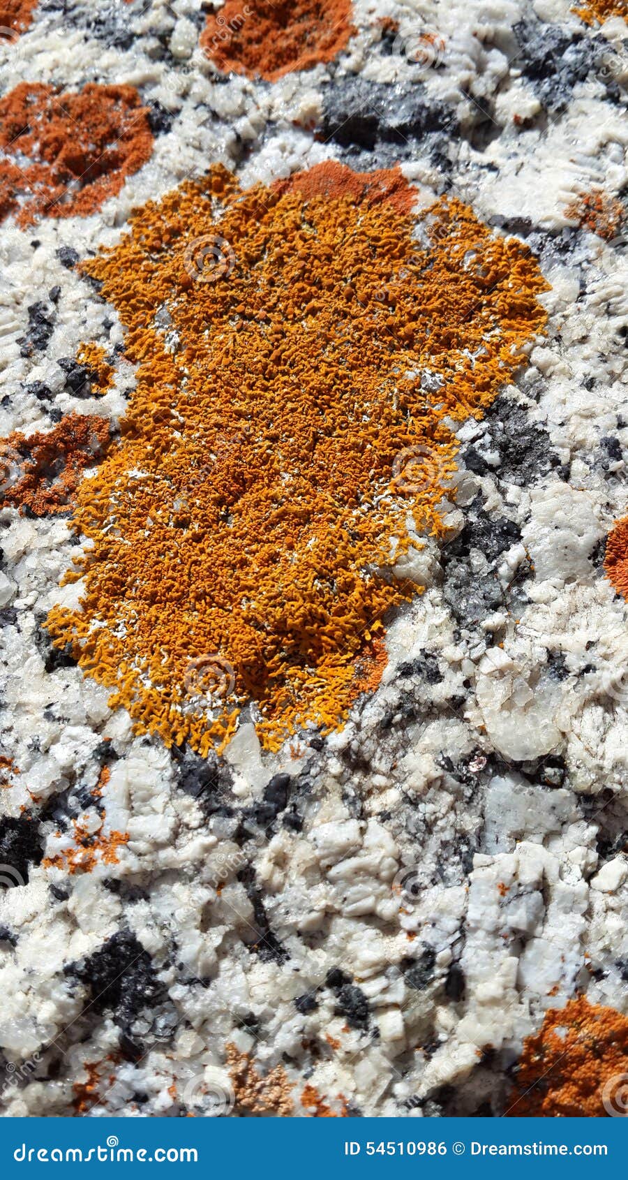 Moss on rock stock photo. Image of brown, orange, rock - 54510986