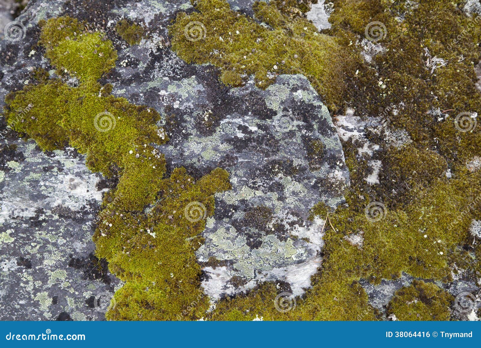 Moss on Rock Background Texture Stock Photo - Image of backdrop, nature ...