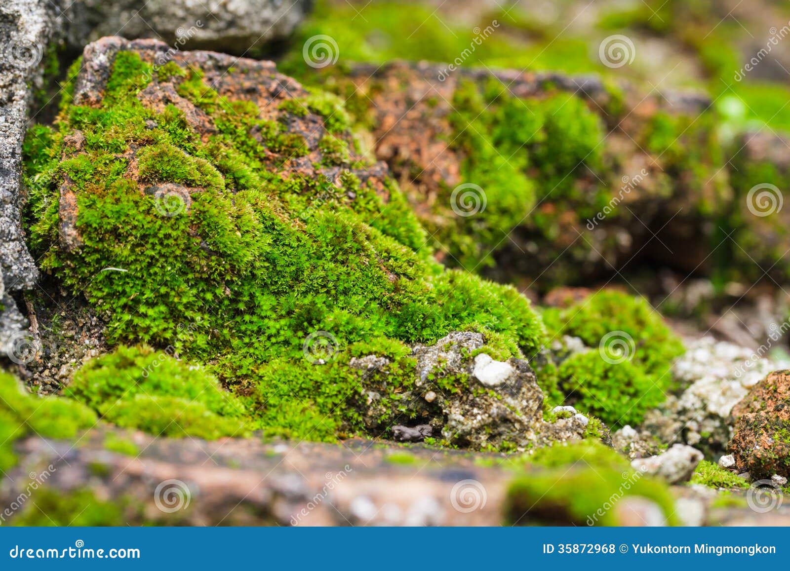 Moss on the rock stock photo. Image of moist, plant, covered - 35872968