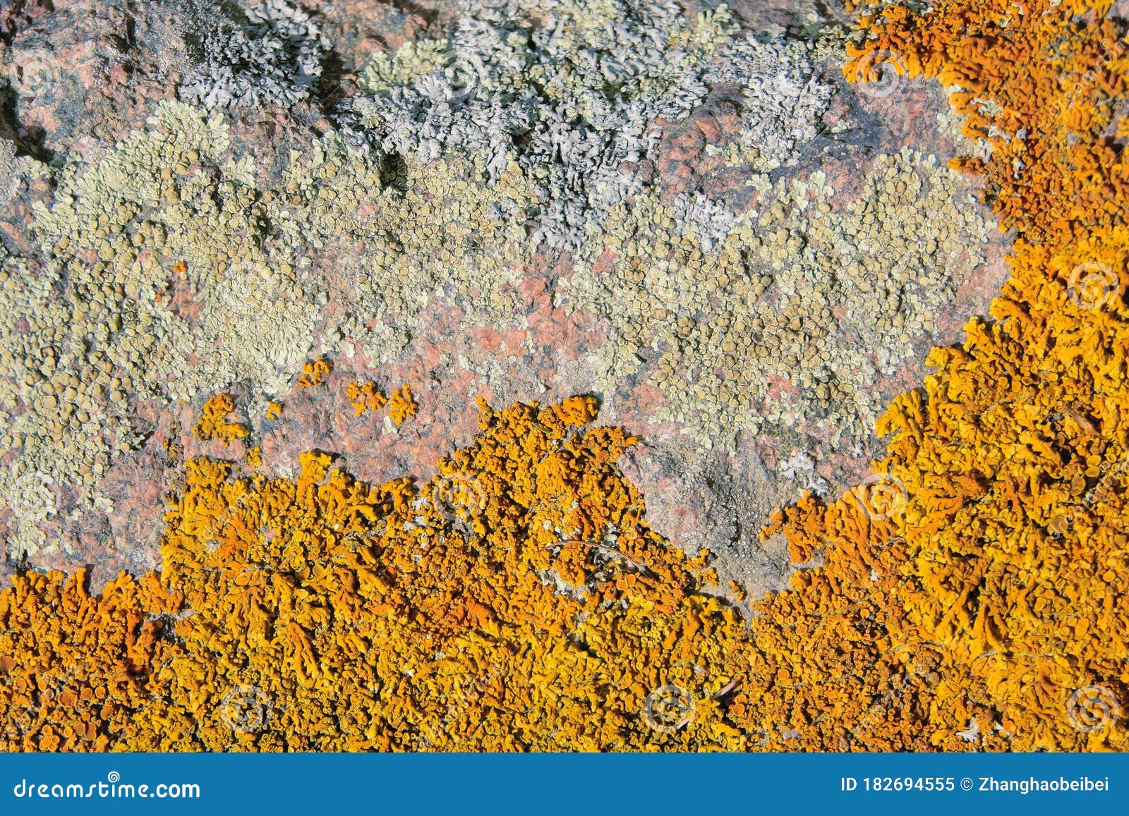 Moss on rock stock image. Image of muscus, closeup, stone - 182694555