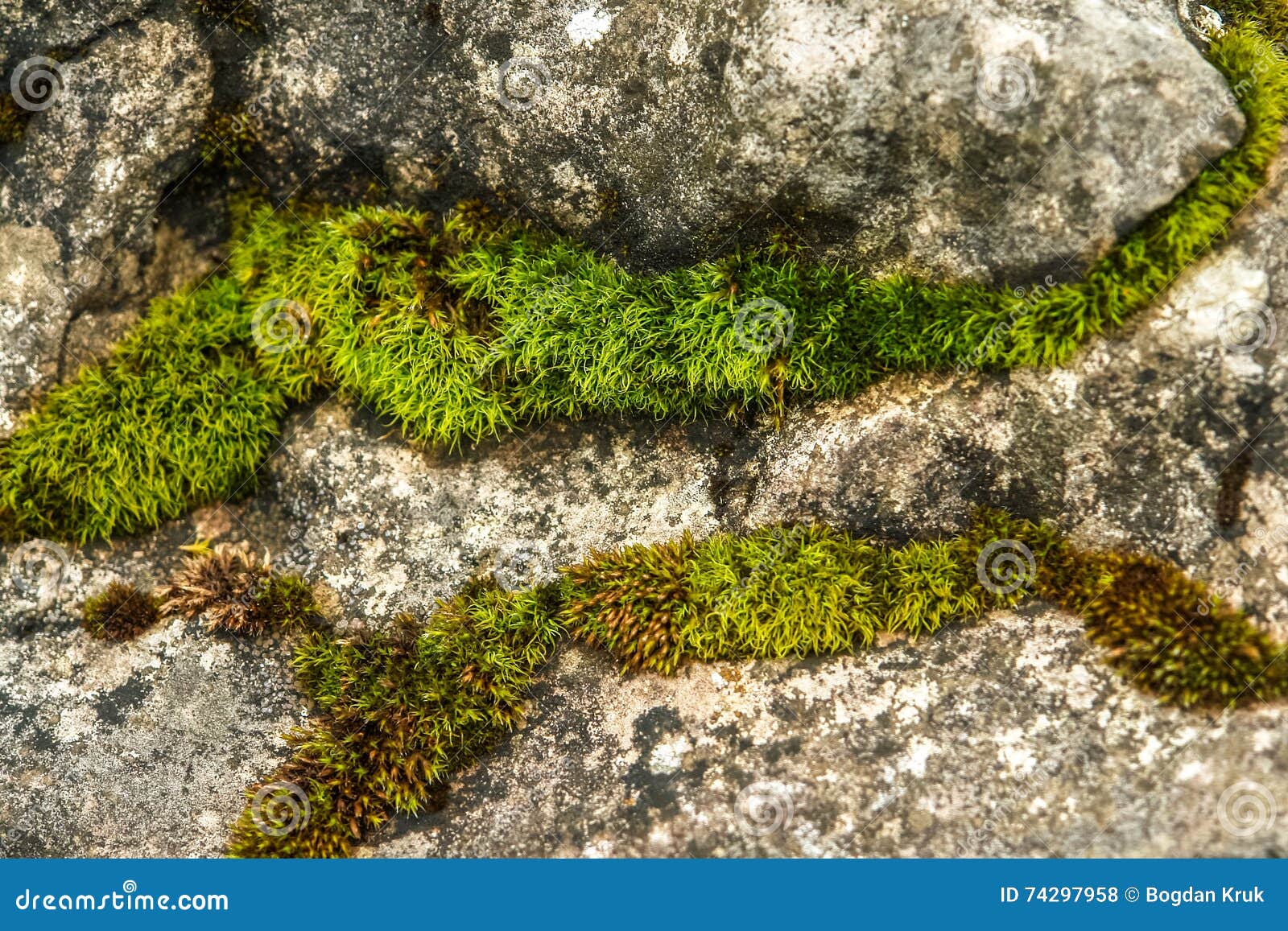 Moss on the rock stock photo. Image of ecology, moss - 74297958