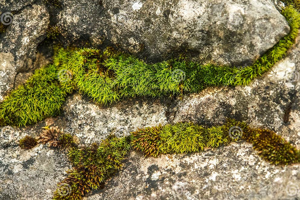 Moss on the rock stock photo. Image of ecology, moss - 74297958