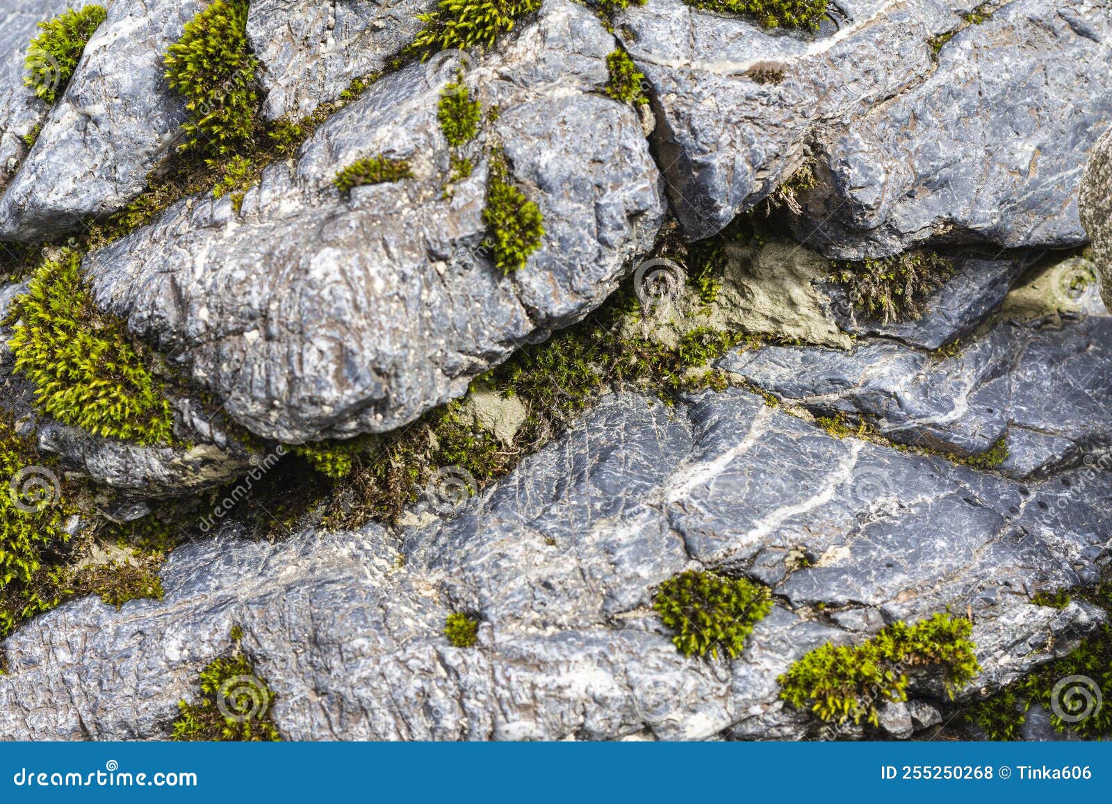 Moss Rock Texture