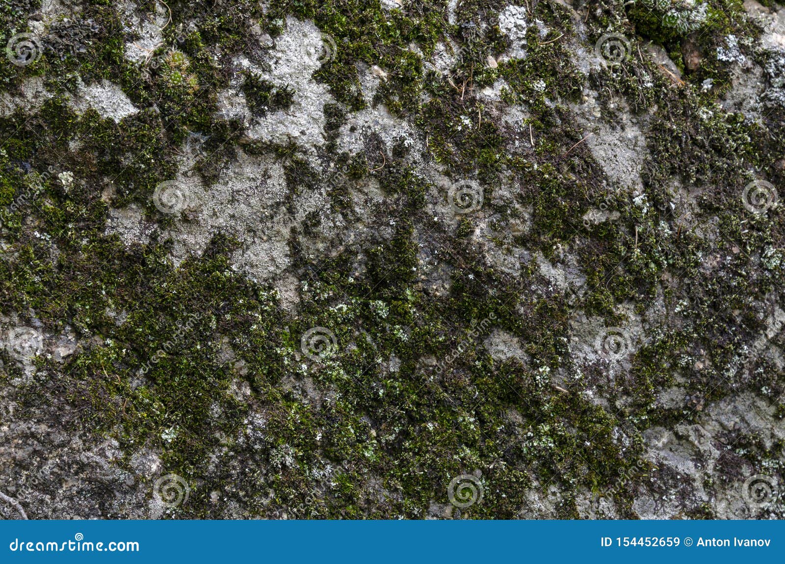 Moss Rock Texture Seamless