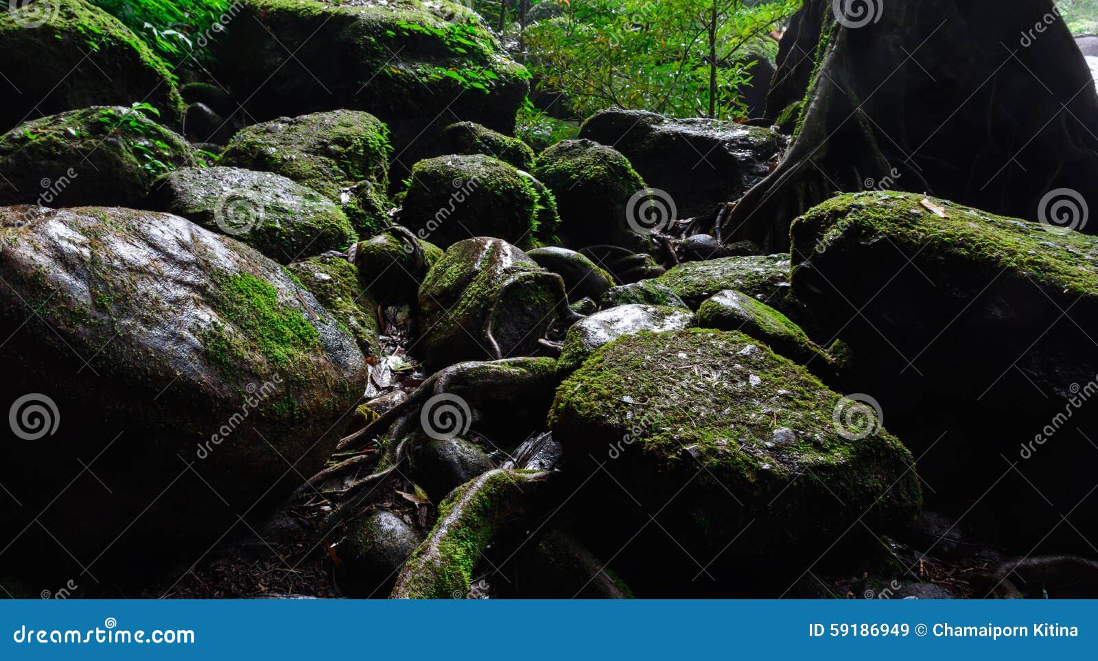 Moss on rock in forest stock image. Image of grass, environment - 59186949