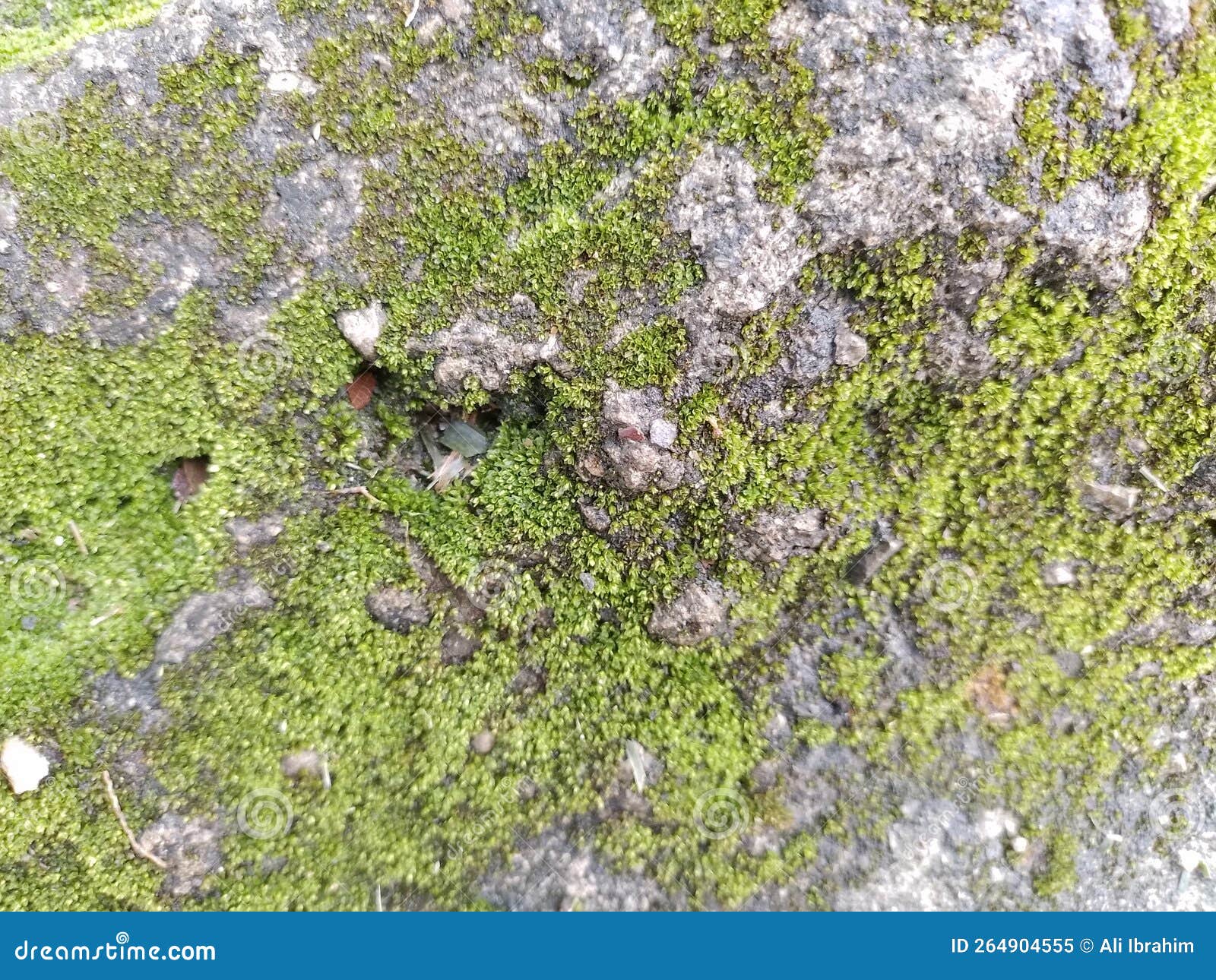 2. Moss on the Rock that is Formed Naturally and with a Very Unique ...