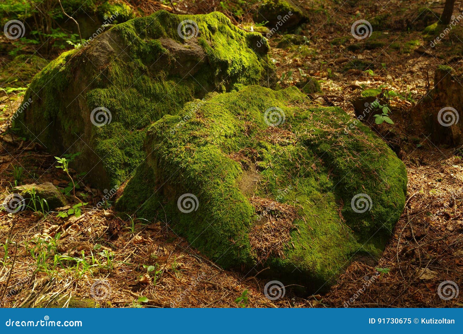 Moss on the rock stock image. Image of fresh, bark, cladoniaceae - 91730675
