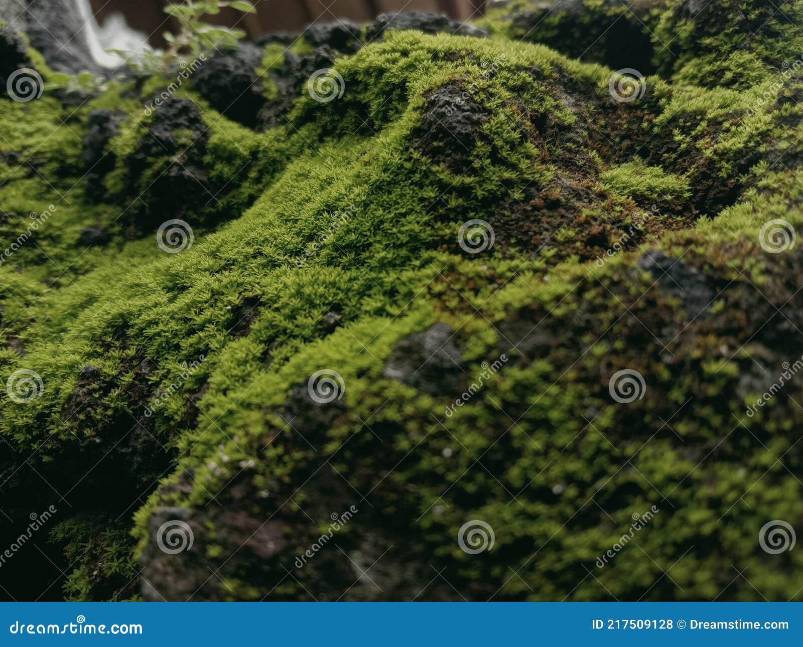 Moss rock stock photo. Image of nature, rock, moss, plant - 217509128