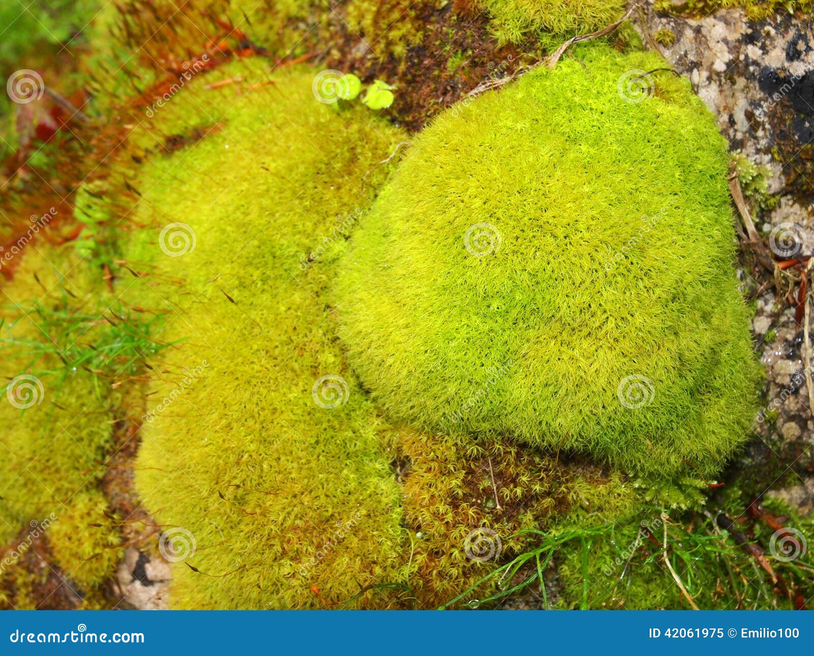 Moss on a rock stock image. Image of natural, plant, green - 42061975