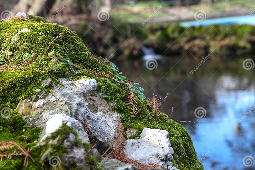 Moss on rock stock photo. Image of fresh, green, soft - 30621206