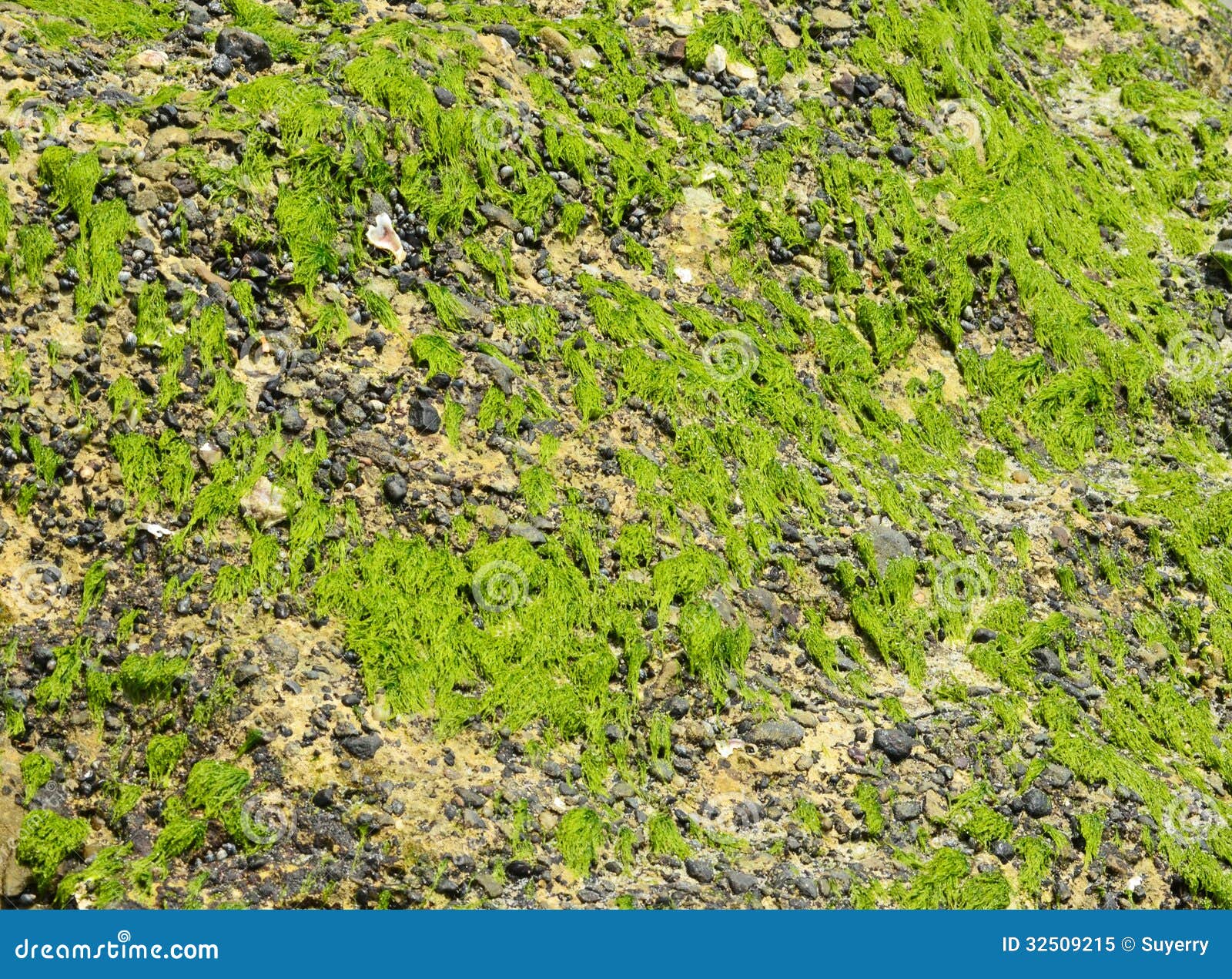 Moss On A Rock Royalty-Free Stock Photography | CartoonDealer.com #72095435