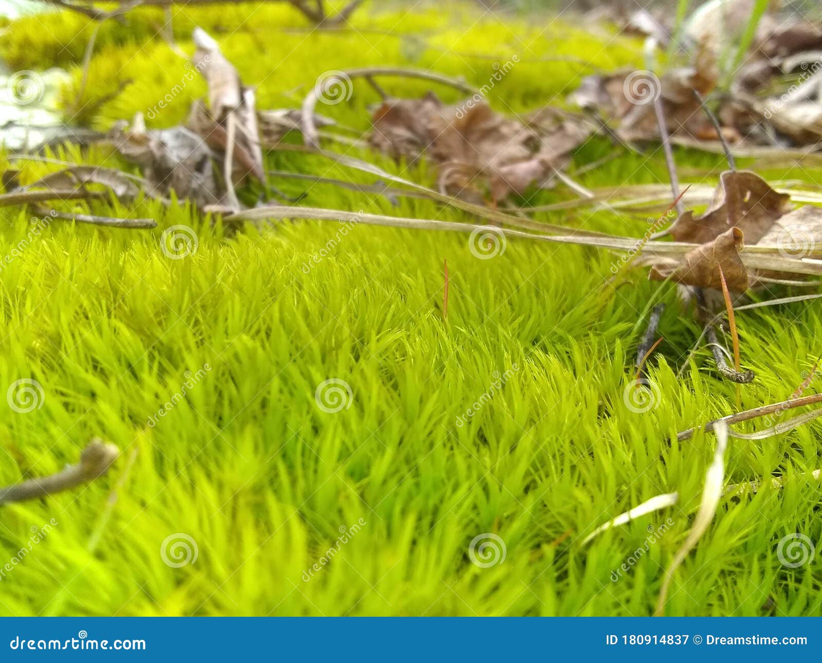 Moss Rock Moss Side of Mountain Stock Image - Image of soil, plant ...