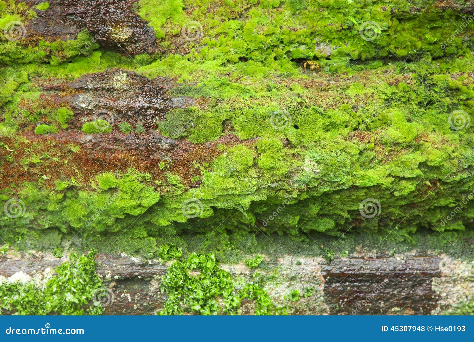 Moss stock photo. Image of textures, colorful, geological - 45307948