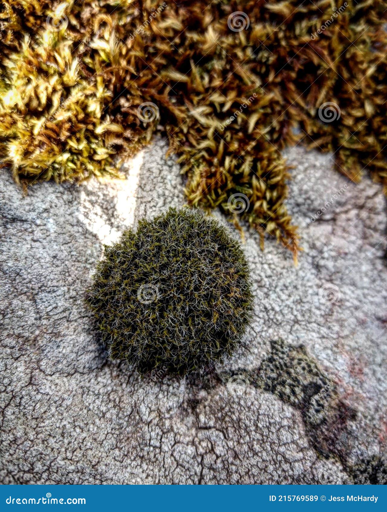 Moss on rock stock image. Image of moss, green, types - 215769589