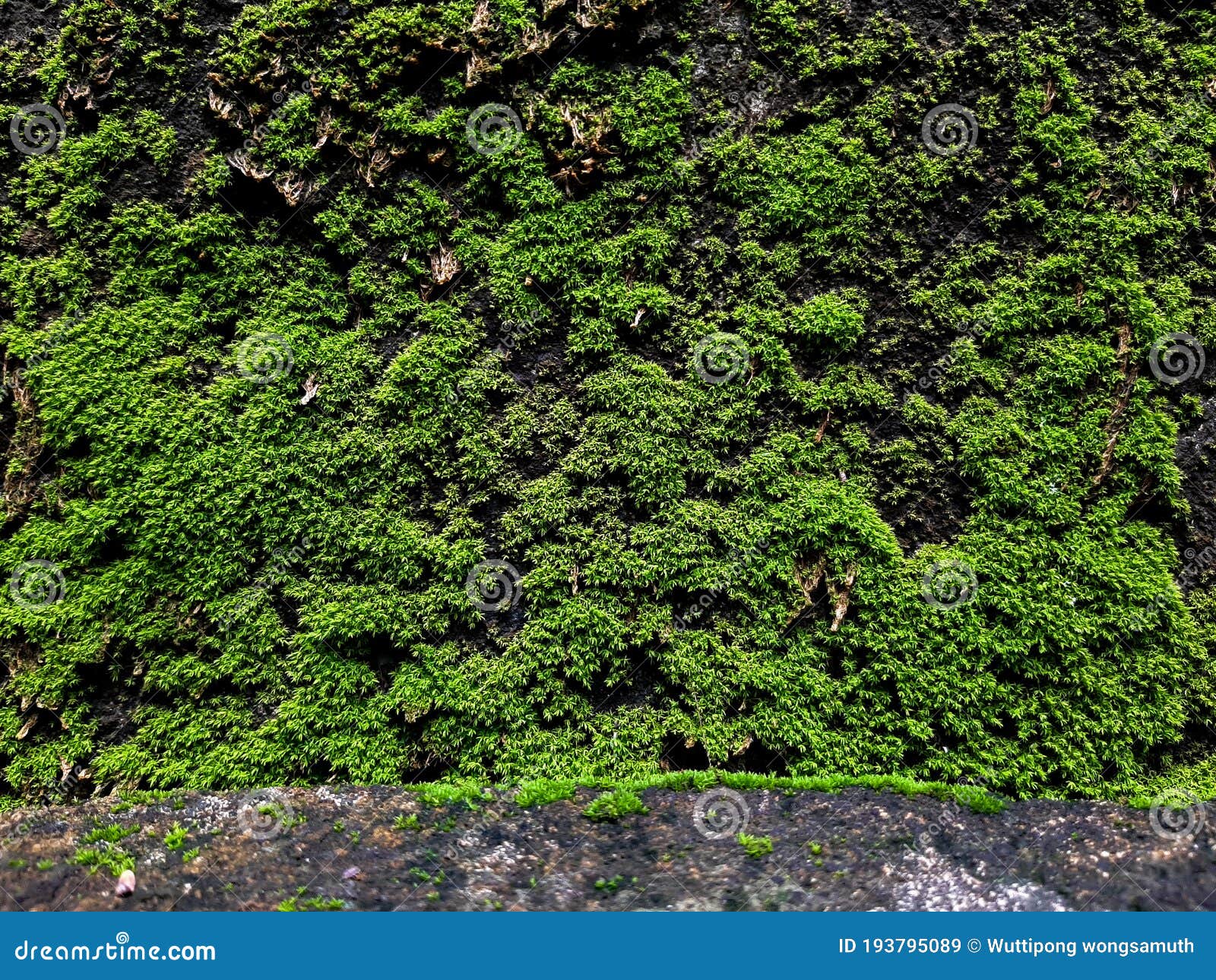 Moss on Rock Wall Background for Wallpaper Stock Image - Image of ...