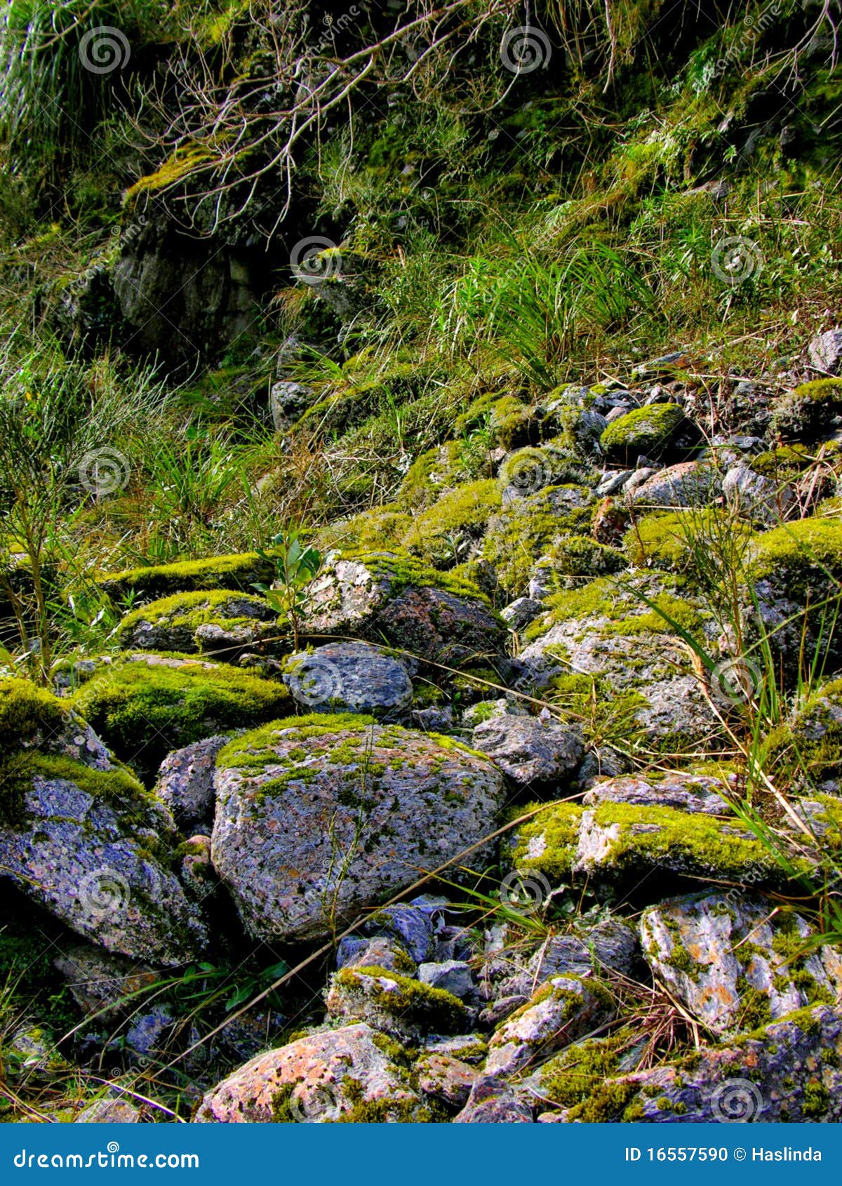 Moss Rocks stock photo. Image of trees, travel, forest - 16557590