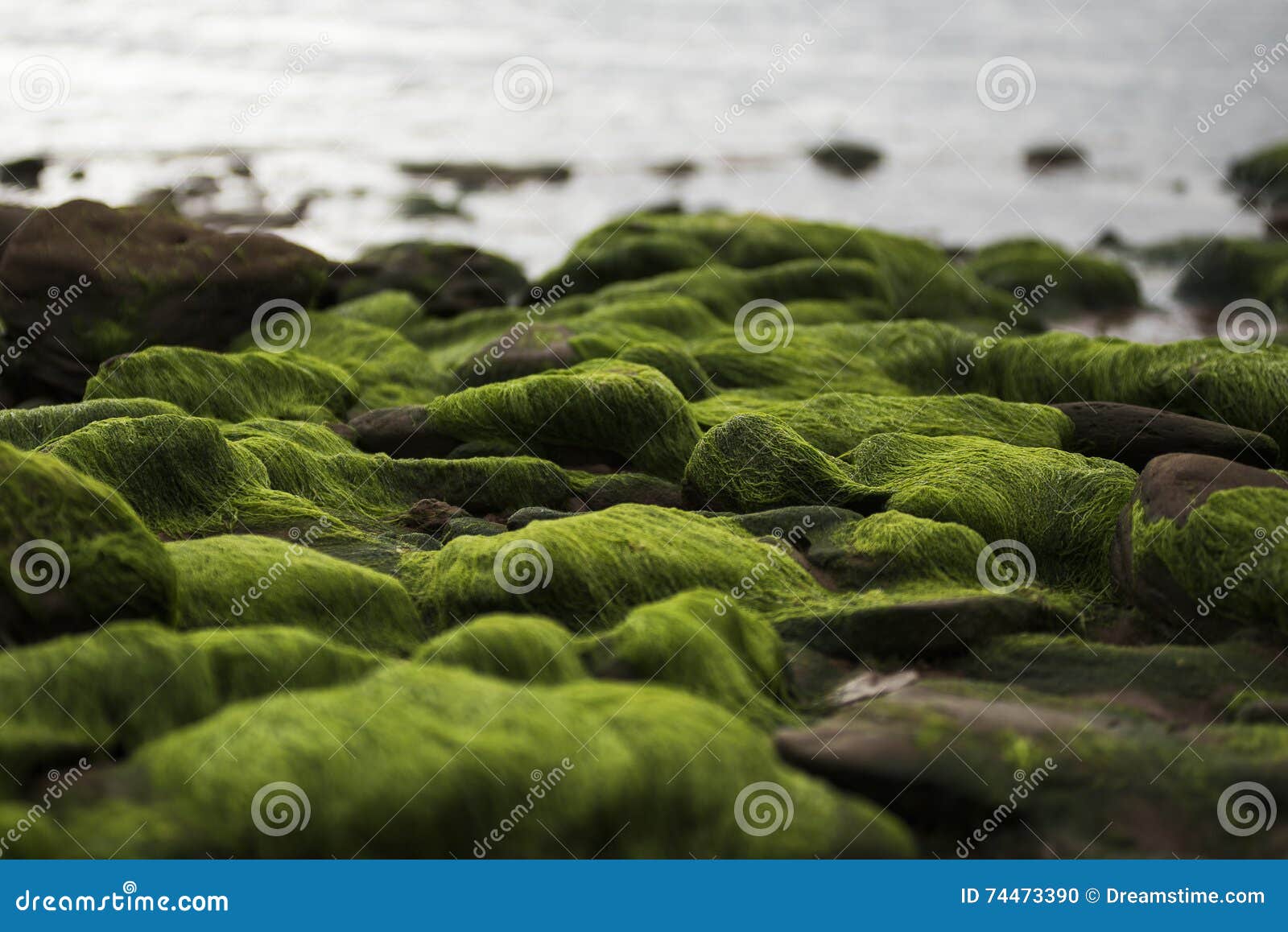 Moss Rocks stock foto. Image of strand, landschap, nave - 74473390