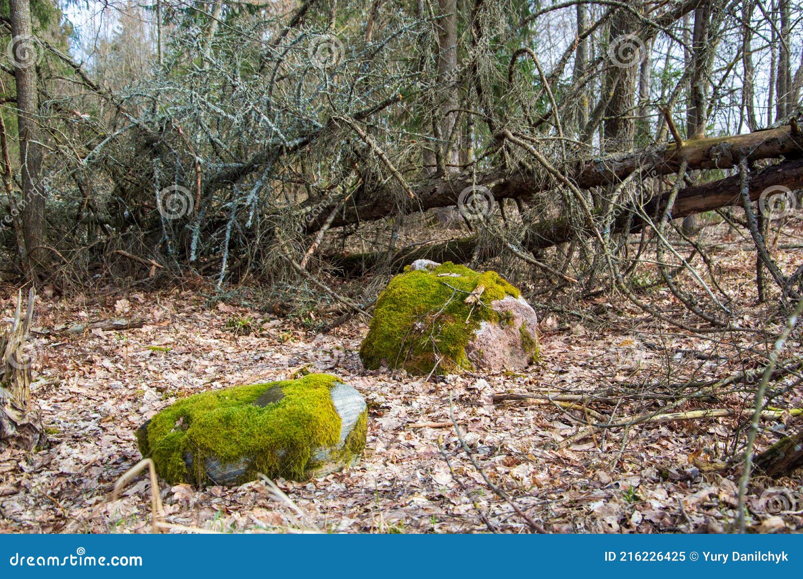 Moss On The Rocks Royalty-Free Stock Photo | CartoonDealer.com #216226425