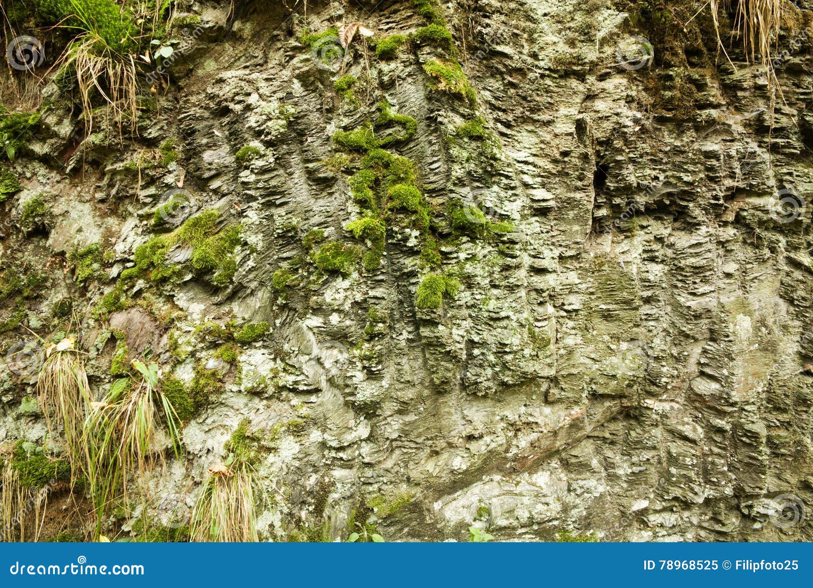 Moss on rocks stock image. Image of lichens, stone, closeup - 78968525