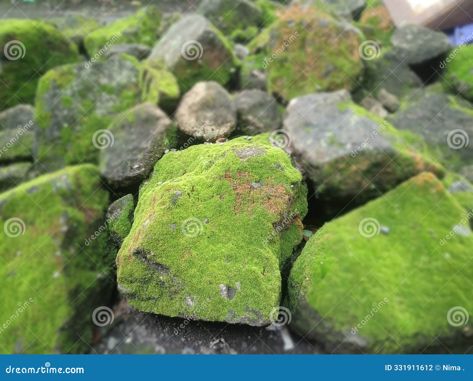 Moss on Rocks stock photo. Image of woodland, flower - 331911612