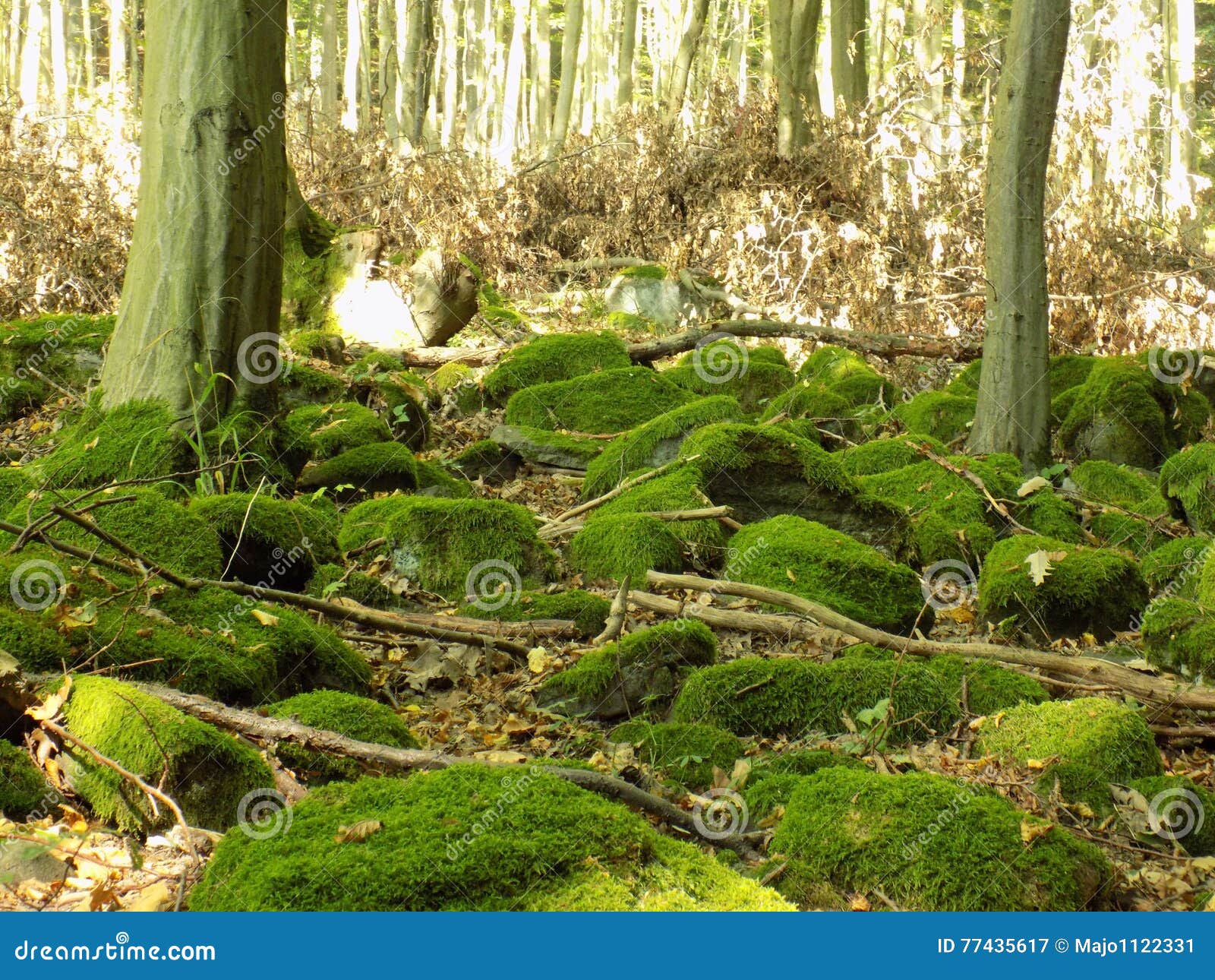 Moss on Rocks in Deciduous Forest Stock Image - Image of fresh ...