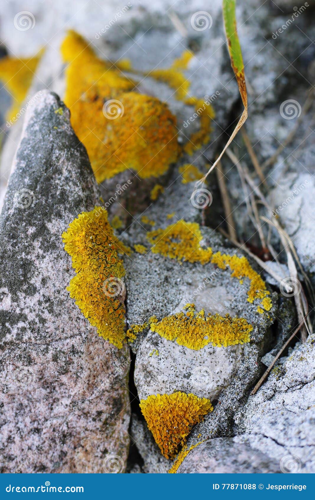 Moss on rocks stock photo. Image of beautyful, beach - 77871088