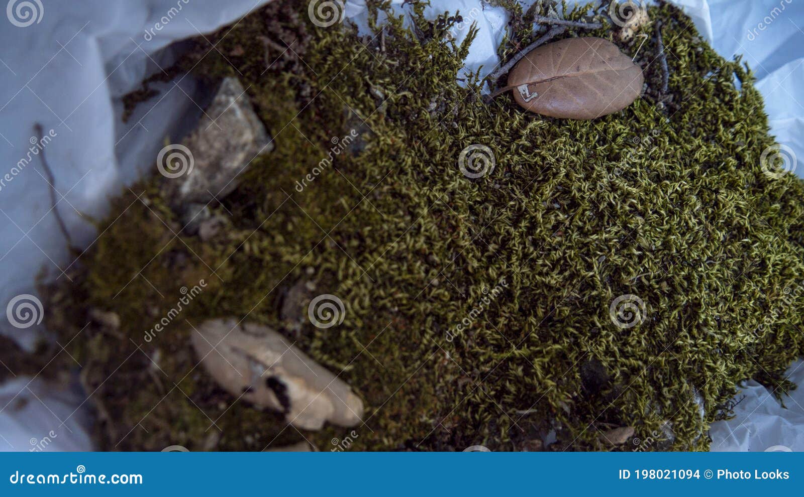 Sea Moss On The Rocks Royalty-Free Stock Photography | CartoonDealer ...
